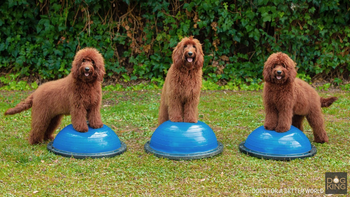 Australian Cobberdog Puppies | DOGKING