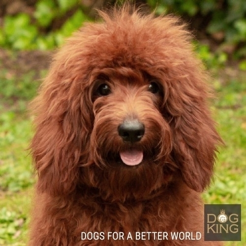 Australian Cobberdog Puppies | DOGKING