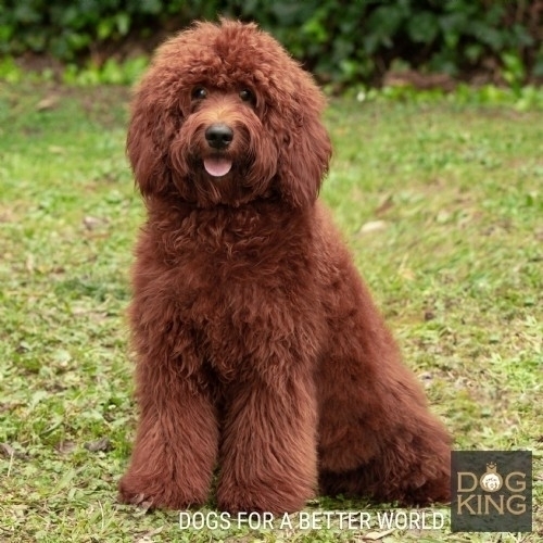 Chiots Australian Cobberdog | DOGKING